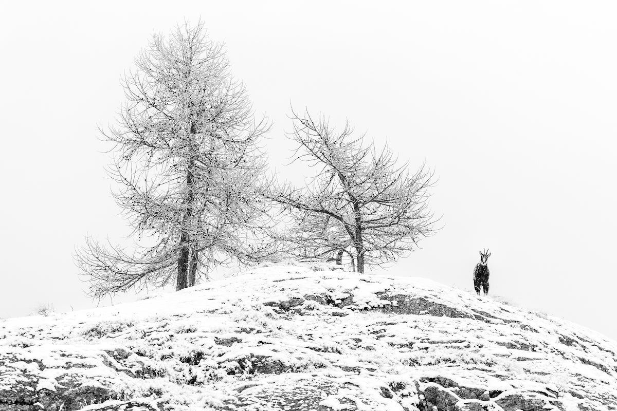 Alpine life – The Route Photography Gallery