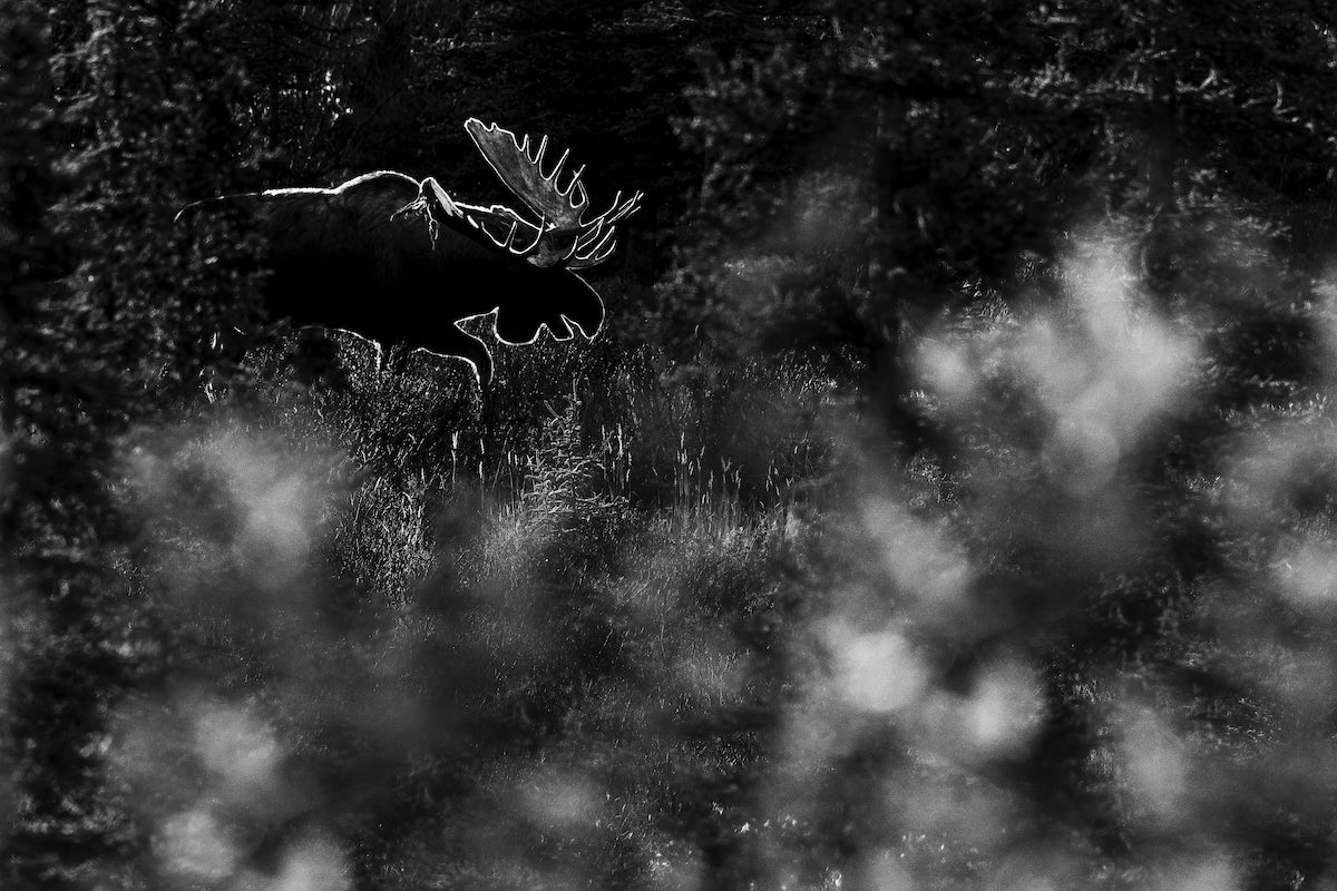 Backlit Horns – The Route Photography Gallery